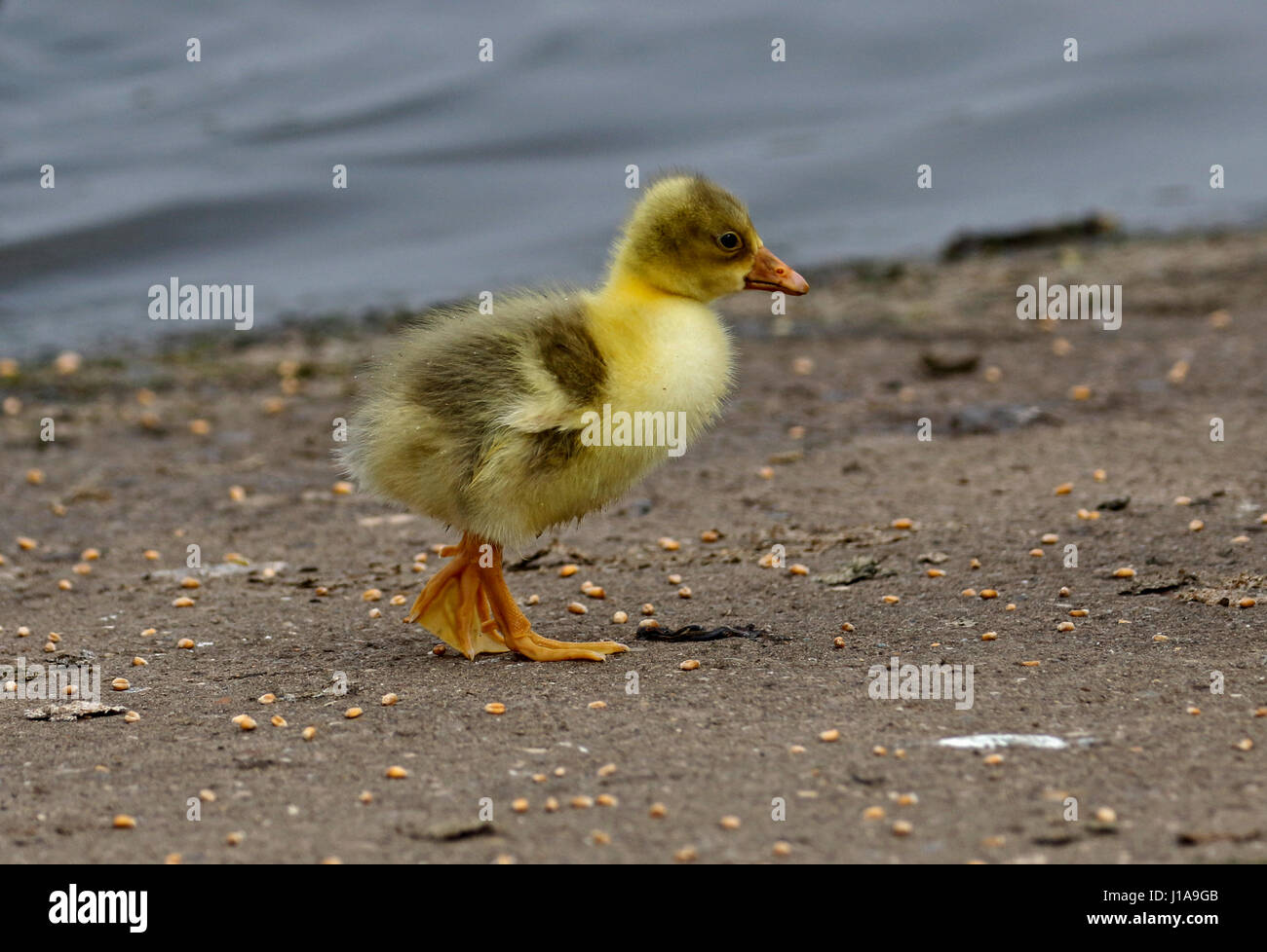 Papera ibrida immagini e fotografie stock ad alta risoluzione - Alamy