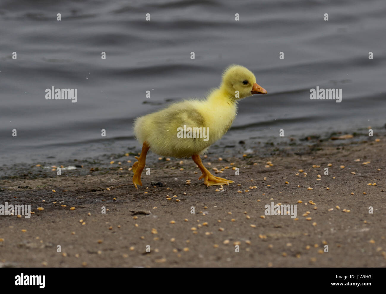 Papera ibrida immagini e fotografie stock ad alta risoluzione - Alamy