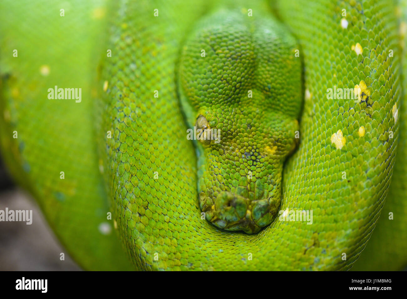 Occhio di serpente immagini e fotografie stock ad alta risoluzione - Alamy
