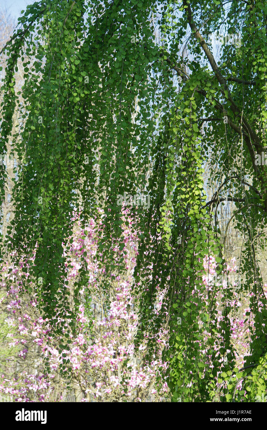 Cercidiphyllum japonicum pendulum immagini e fotografie stock ad alta ...