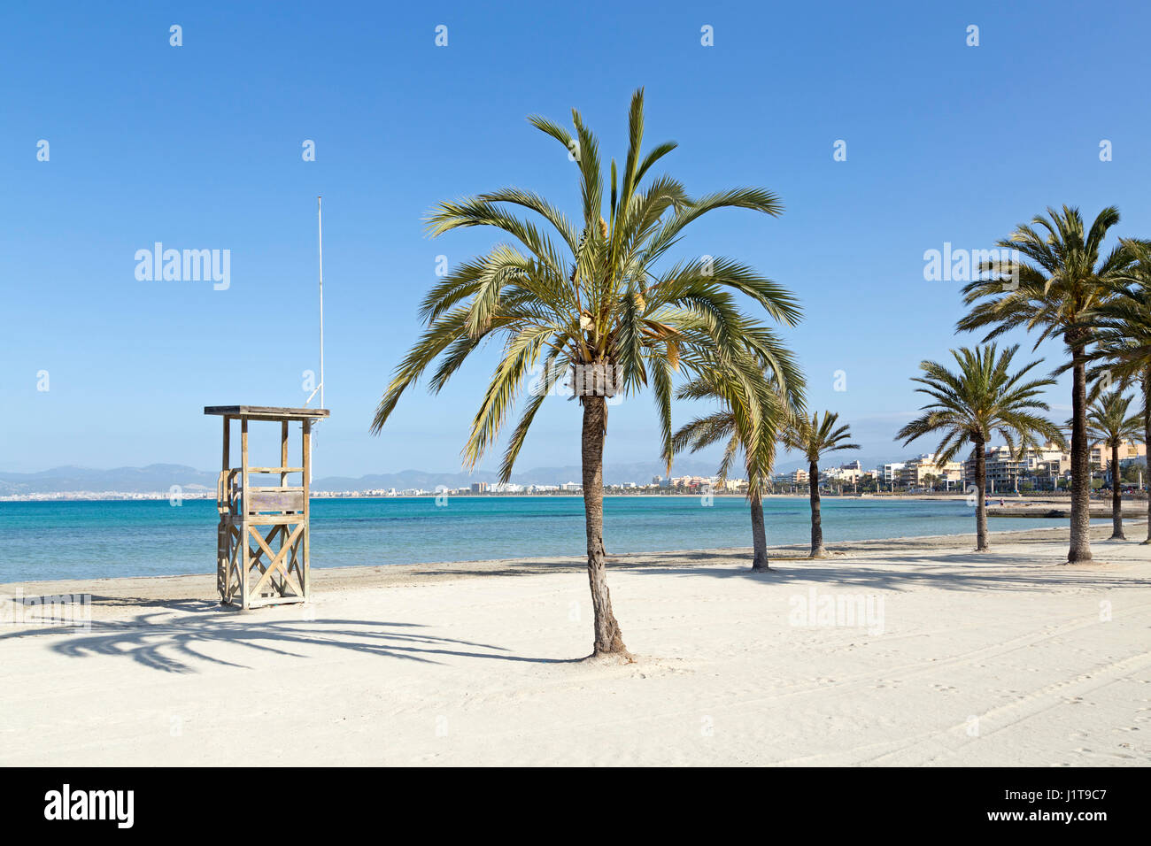 Le palme sulla spiaggia, S'Arenal, Maiorca, SPAGNA Foto stock - Alamy