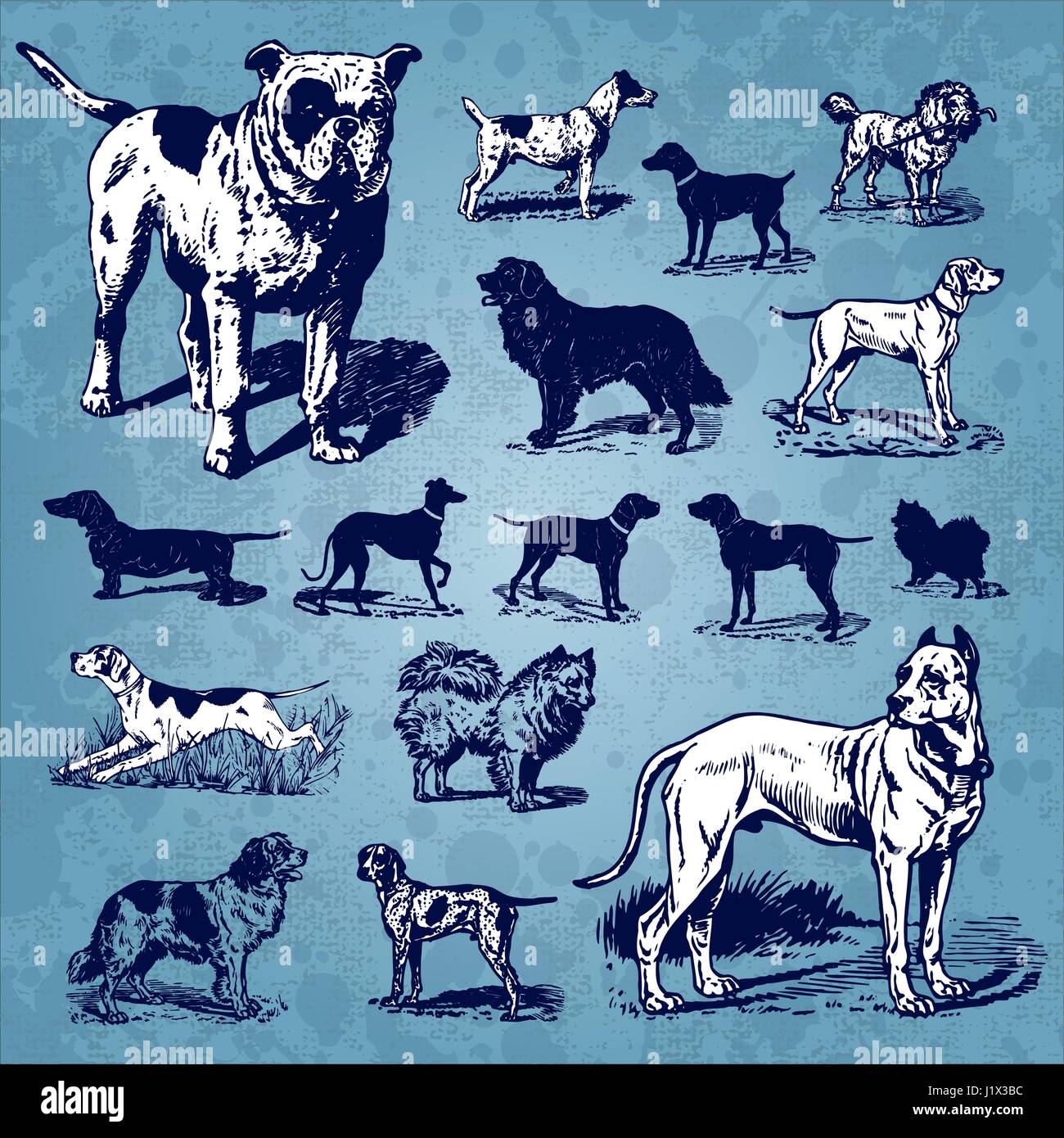Pointer dog vector vectors immagini e fotografie stock ad alta ...