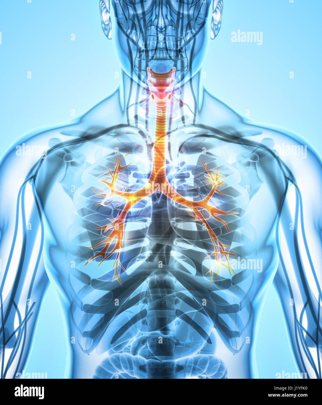 3D illustrazione della laringe Trachea Bronchi parte del sistema ...