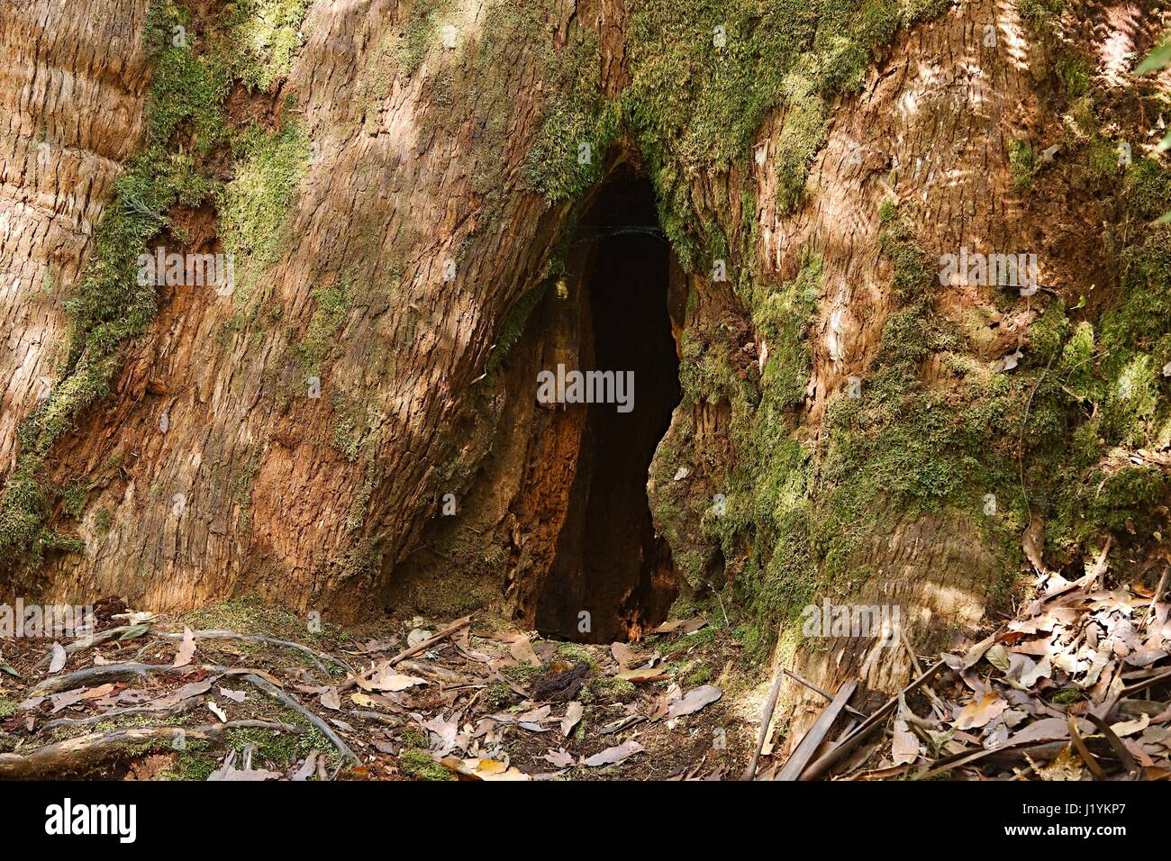 Scavare un tronco d'albero immagini e fotografie stock ad alta ...