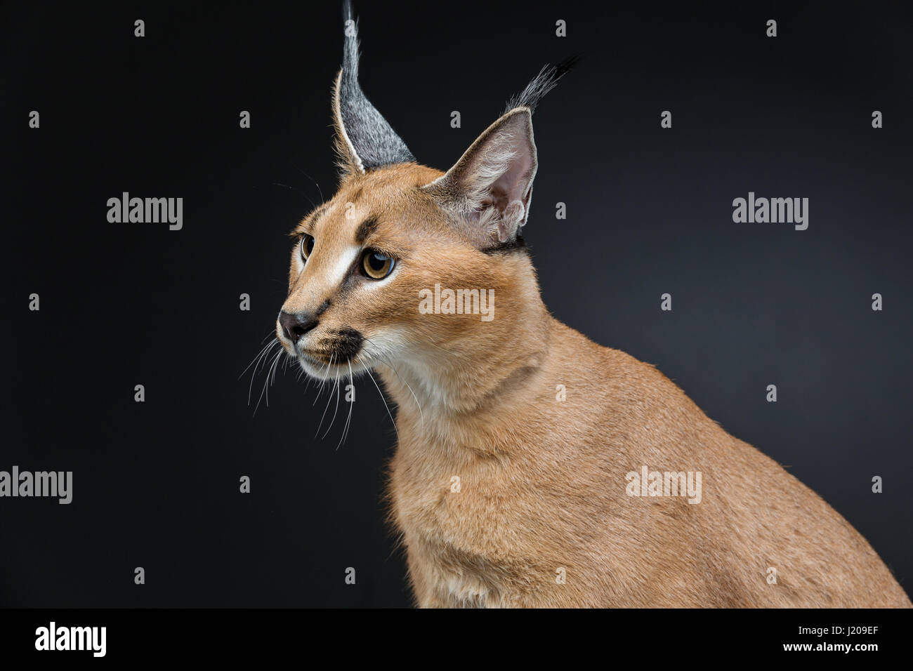 Bellalynnx - Best photos on dibujosparaimprimir.net