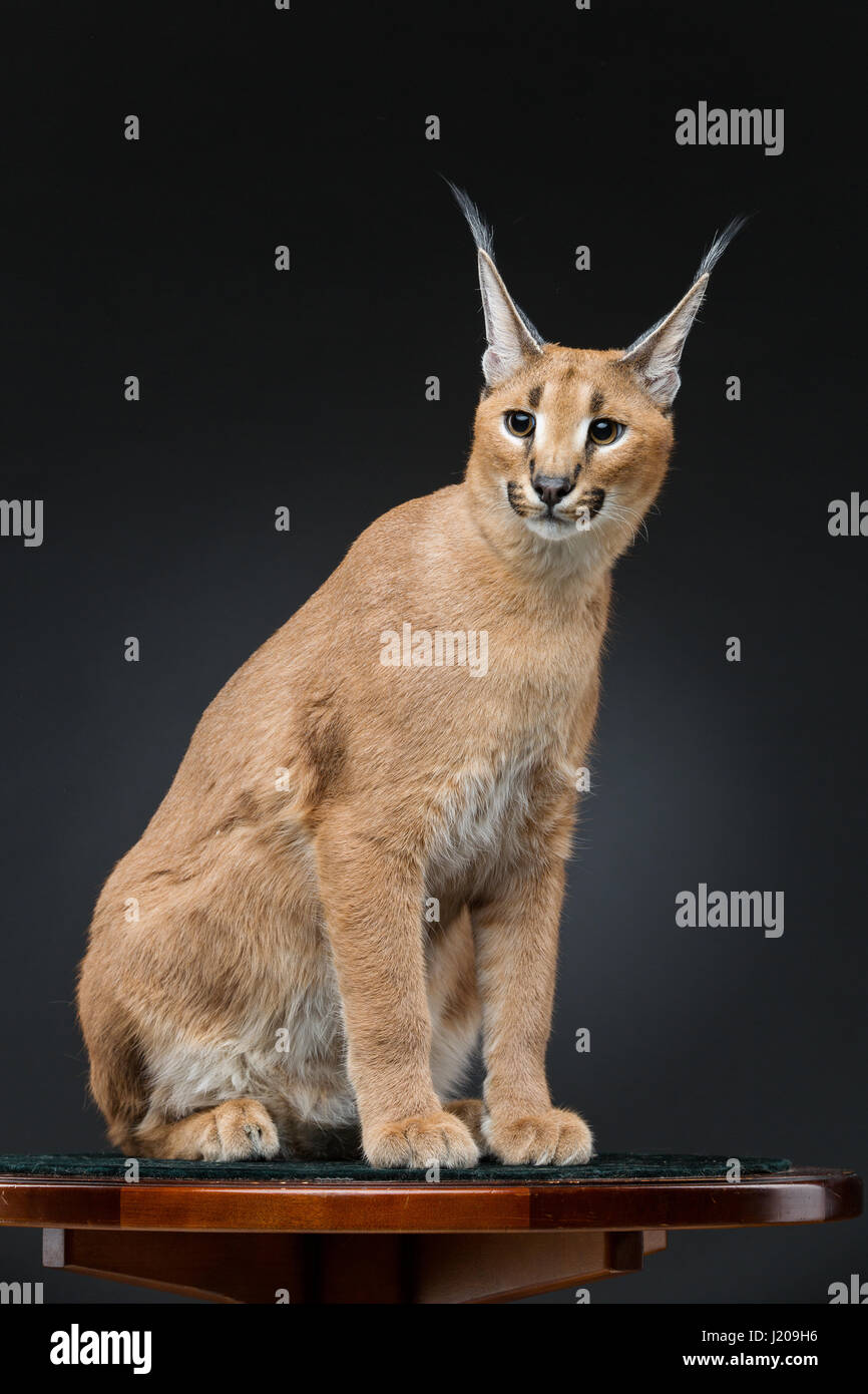 Bellalynnx - Best photos on dibujosparaimprimir.net