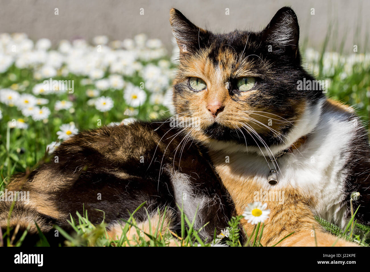 Tre gatti colorati che stabilisce in una margherita di Campo dei Fiori ...