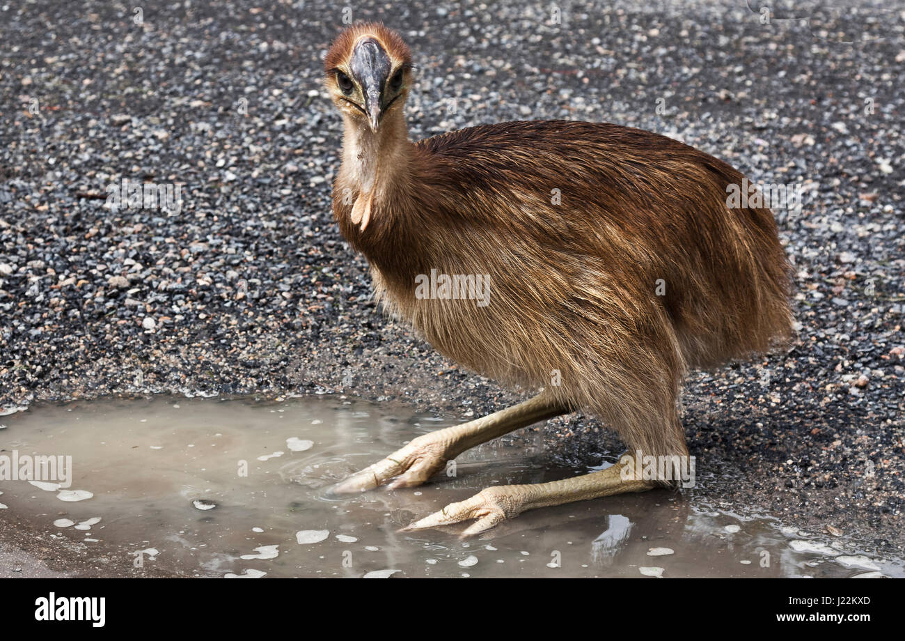 Baby casuario immagini e fotografie stock ad alta risoluzione - Alamy