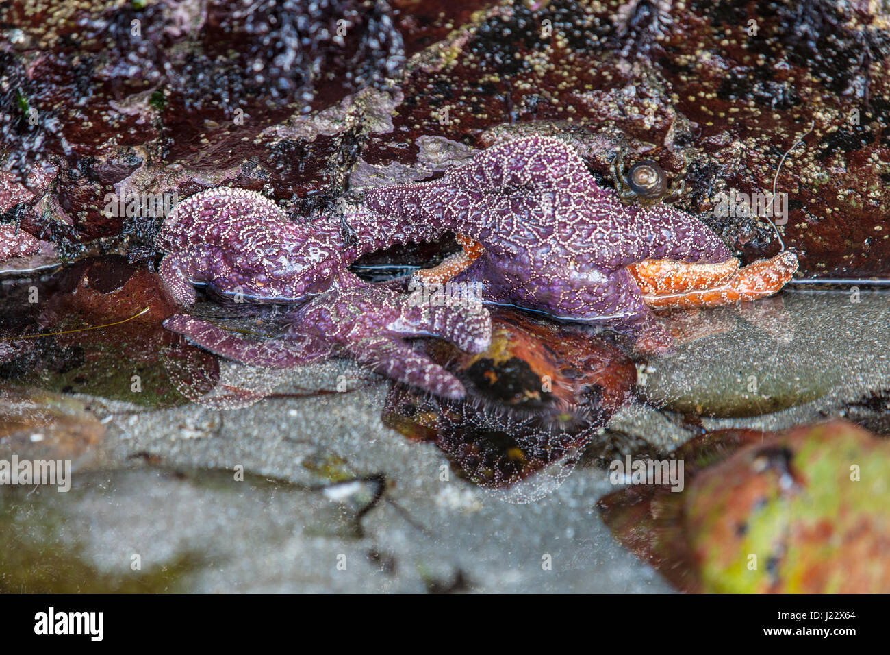 Le stelle marine si aggrappano alle rocce lungo la spiaggia di harris ...