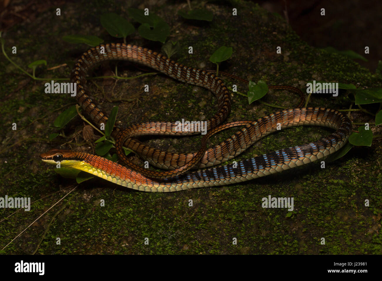 Serpente della malesia peninsulare immagini e fotografie stock ad alta ...