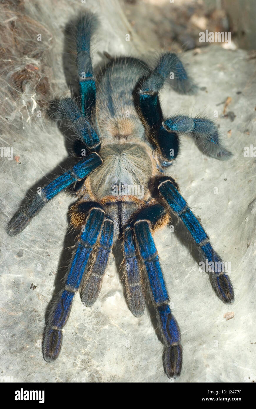 Tarantola blu cobalto immagini e fotografie stock ad alta risoluzione ...