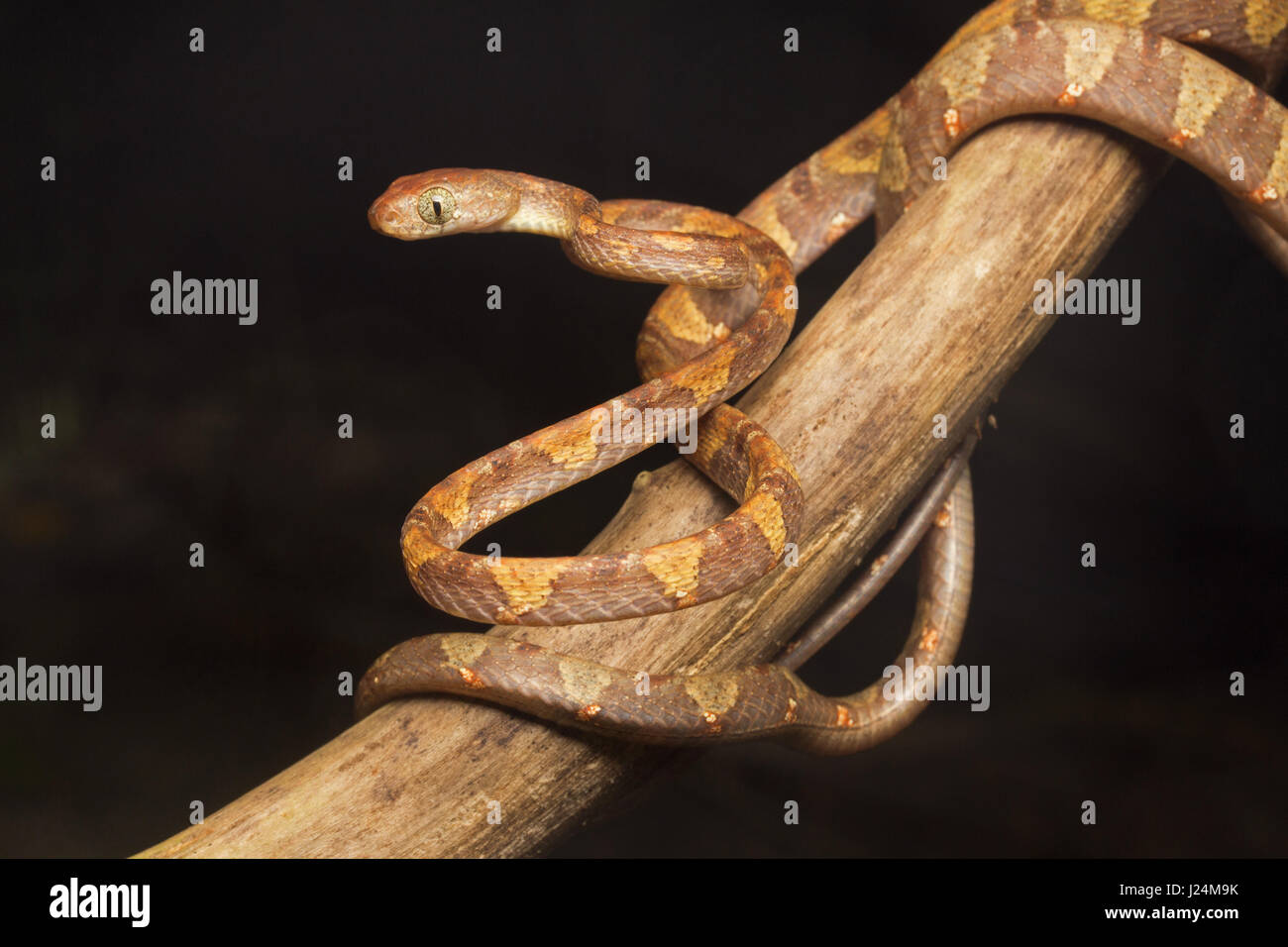 Serpente della malesia peninsulare immagini e fotografie stock ad alta ...