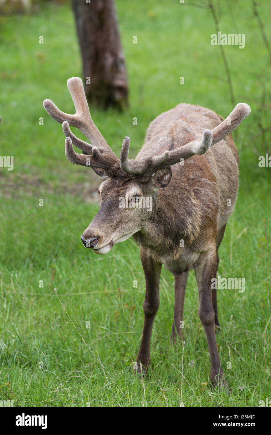 Lago di barrea immagini e fotografie stock ad alta risoluzione - Alamy