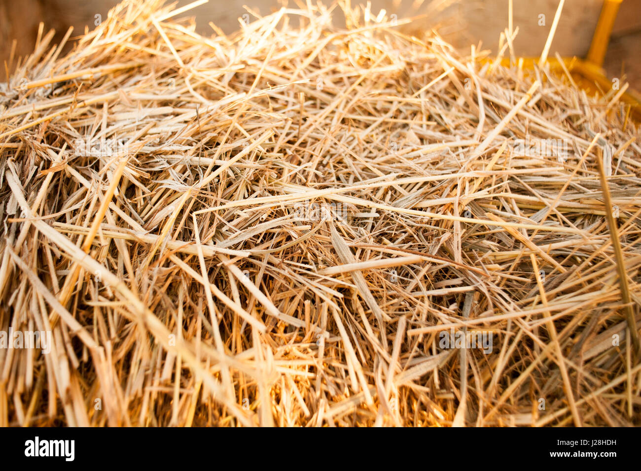 Sfondo di paglia immagini e fotografie stock ad alta risoluzione - Alamy