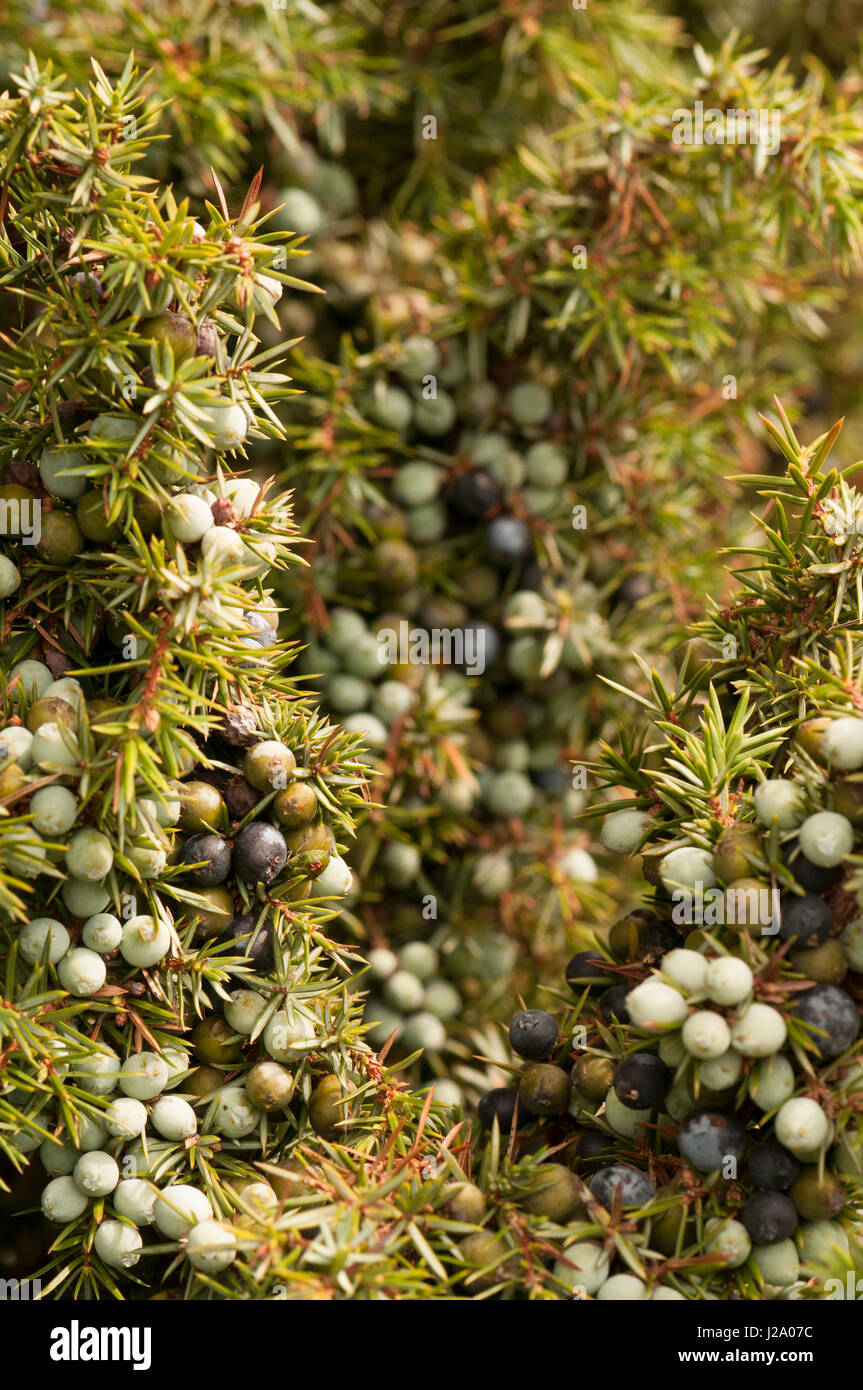 Ginepro comune immagini e fotografie stock ad alta risoluzione - Alamy