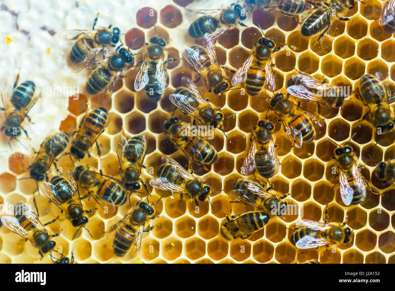 Alveare nella natura immagini e fotografie stock ad alta risoluzione ...