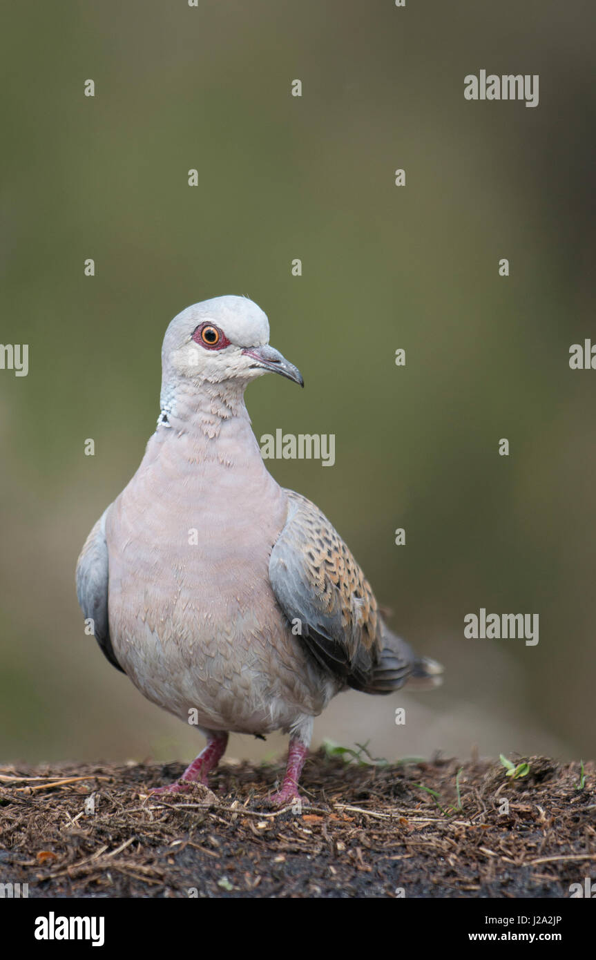 Tortora comune immagini e fotografie stock ad alta risoluzione - Alamy