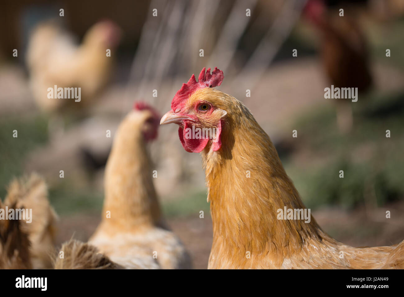 Buff orpington chickens immagini e fotografie stock ad alta risoluzione ...