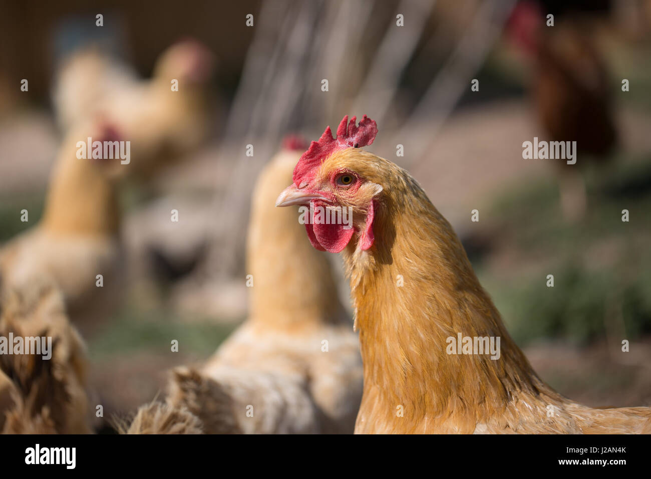 Buff orpington chickens immagini e fotografie stock ad alta risoluzione ...