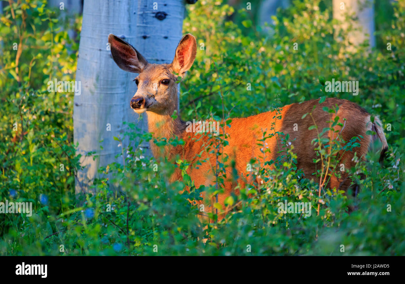Lago specchio immagini e fotografie stock ad alta risoluzione - Alamy