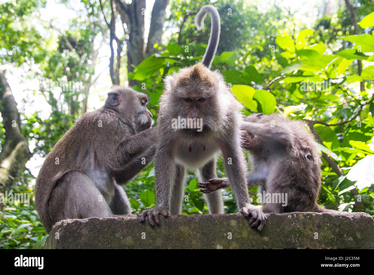Indonesia Bali. La Foresta delle Scimmie di Padangtegal rappresenta un ...