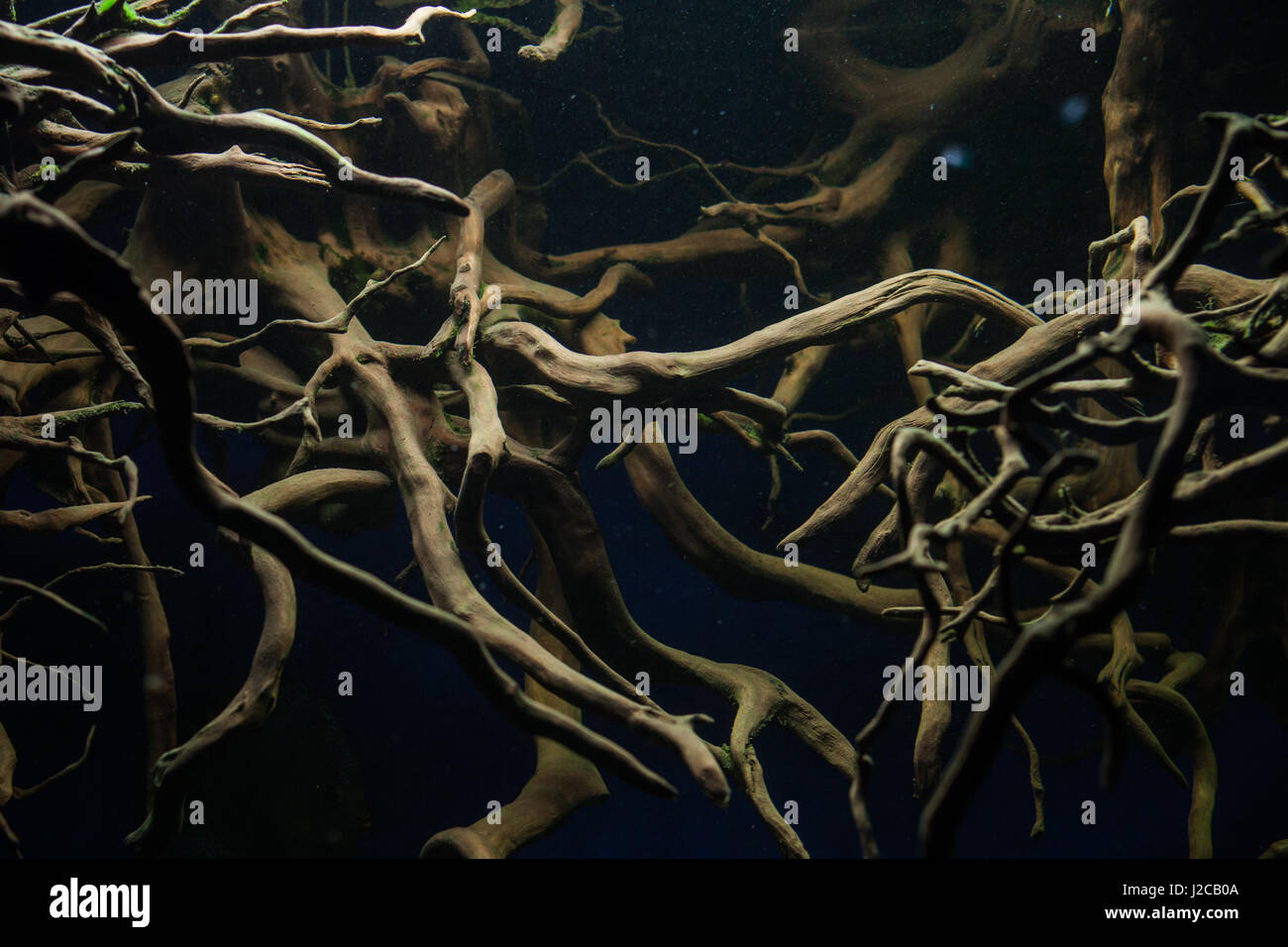 Fauna oceanica immagini e fotografie stock ad alta risoluzione - Alamy