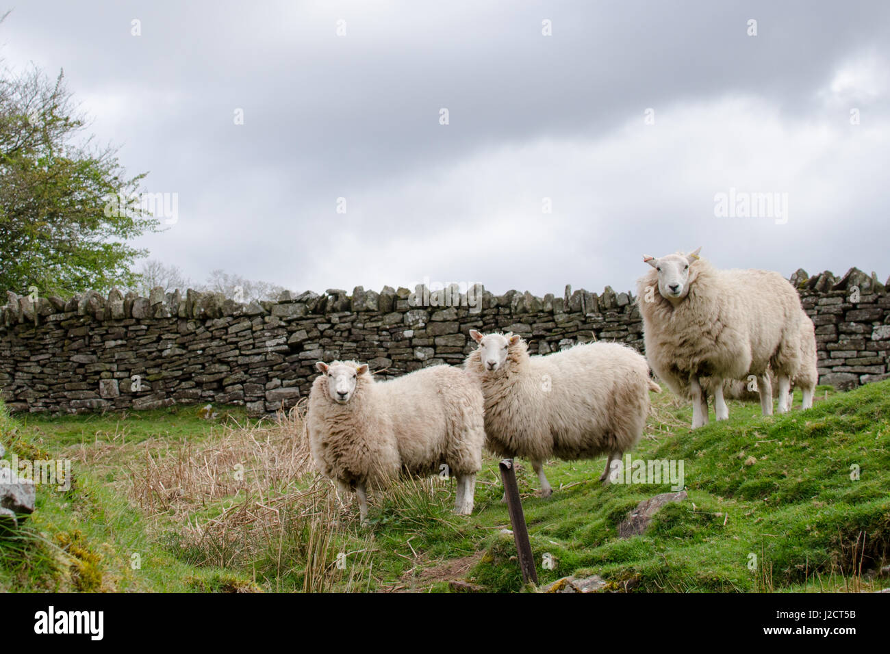 Schieramento di pecore immagini e fotografie stock ad alta risoluzione ...