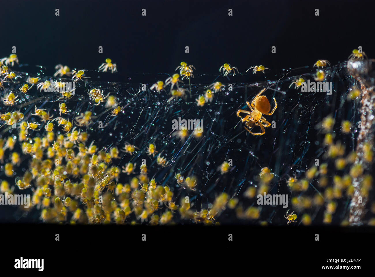 Piccolo nido di ragno immagini e fotografie stock ad alta risoluzione ...