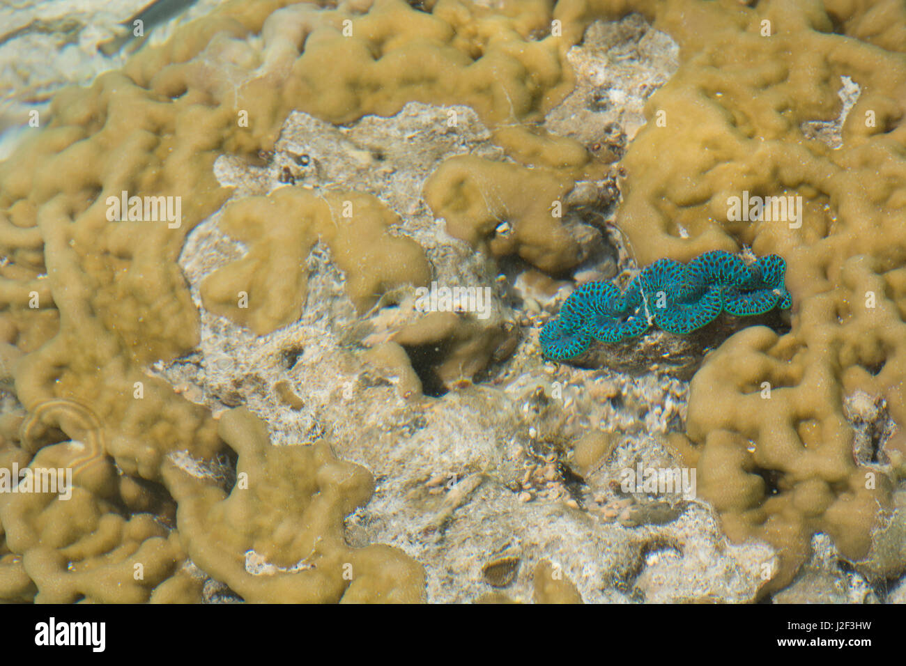 Motu haapiti rahi immagini e fotografie stock ad alta risoluzione - Alamy