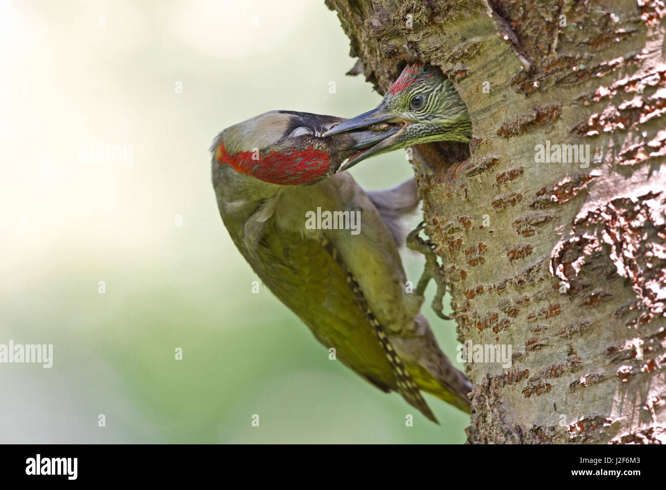 Nido picchio immagini e fotografie stock ad alta risoluzione - Alamy