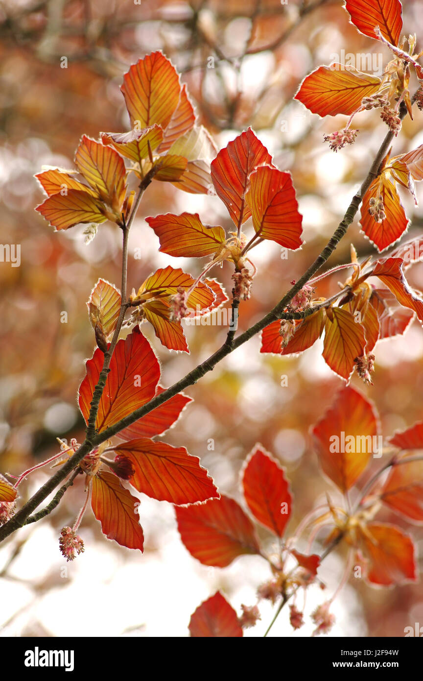 Faggio rosso immagini e fotografie stock ad alta risoluzione - Alamy