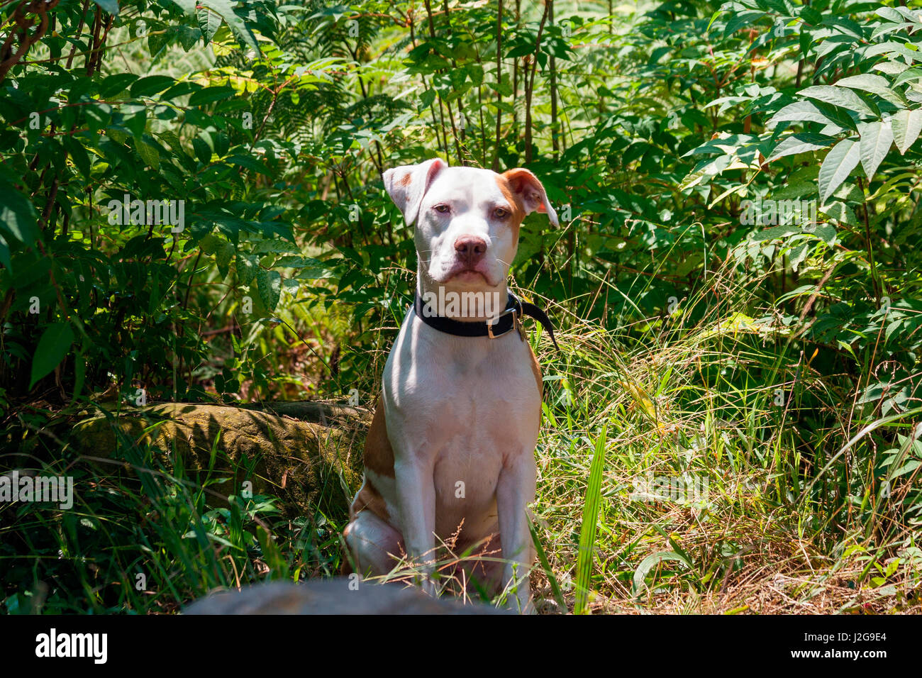 Spitz americano immagini e fotografie stock ad alta risoluzione - Alamy