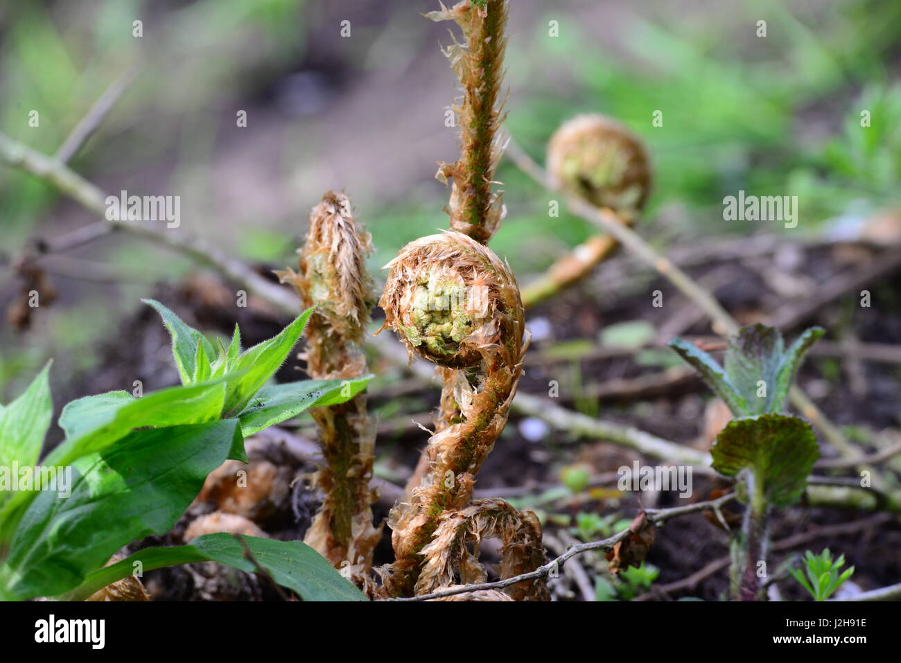 Srotolare germogli di giovani piante di felce immagini e fotografie ...