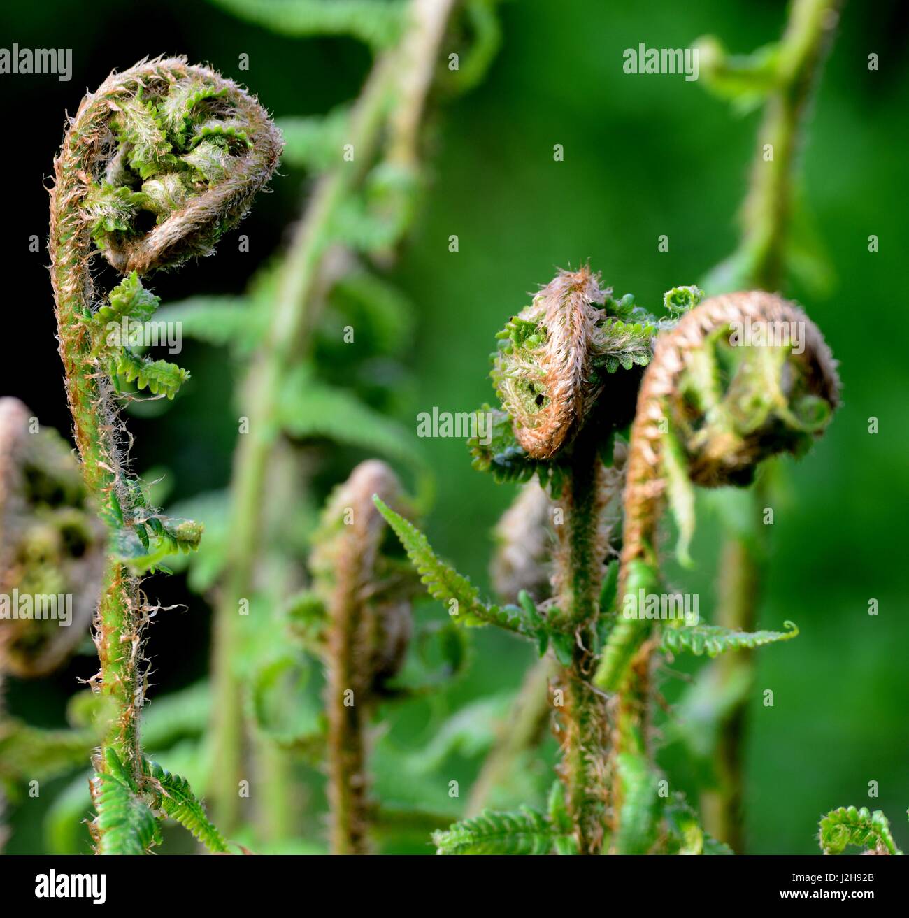 Srotolare germogli di giovani piante di felce immagini e fotografie ...