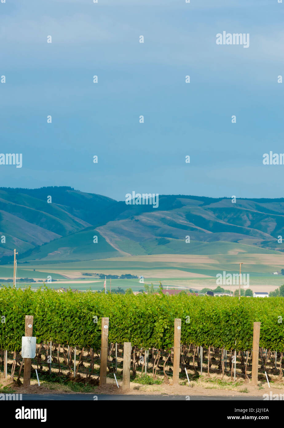Vigneto e cantine di montagna blu immagini e fotografie stock ad alta ...