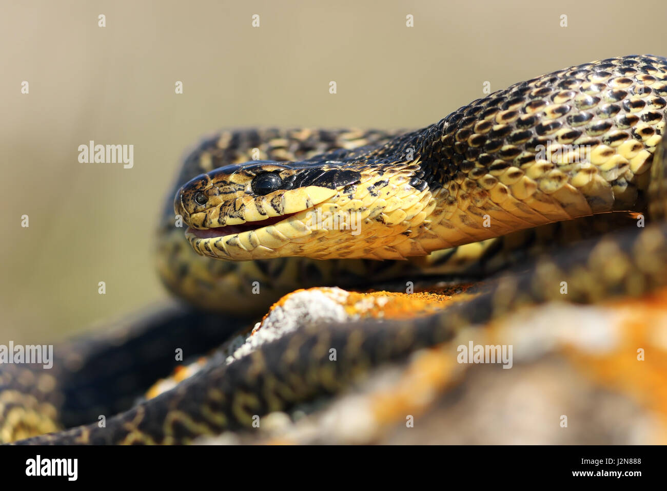Close up spotted testa di serpente con la bocca aperta ( Elaphe ...