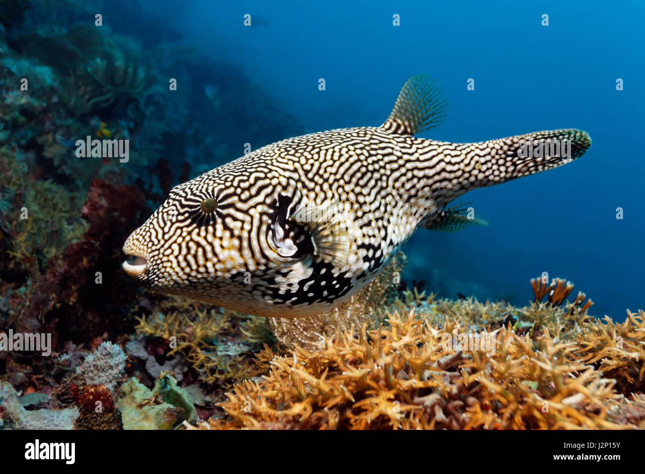 Mappa puffer (Arothron mappa), Raja Ampat, Papua Barat, Papua occidentale, in Indonesia, Oceano ...