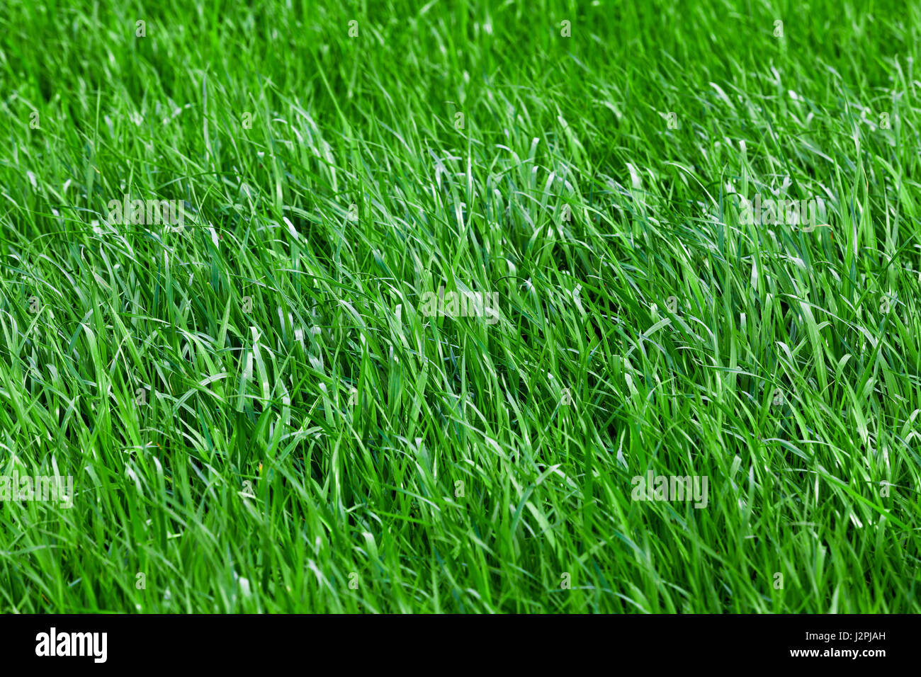 Grass seamless texture immagini e fotografie stock ad alta risoluzione ...