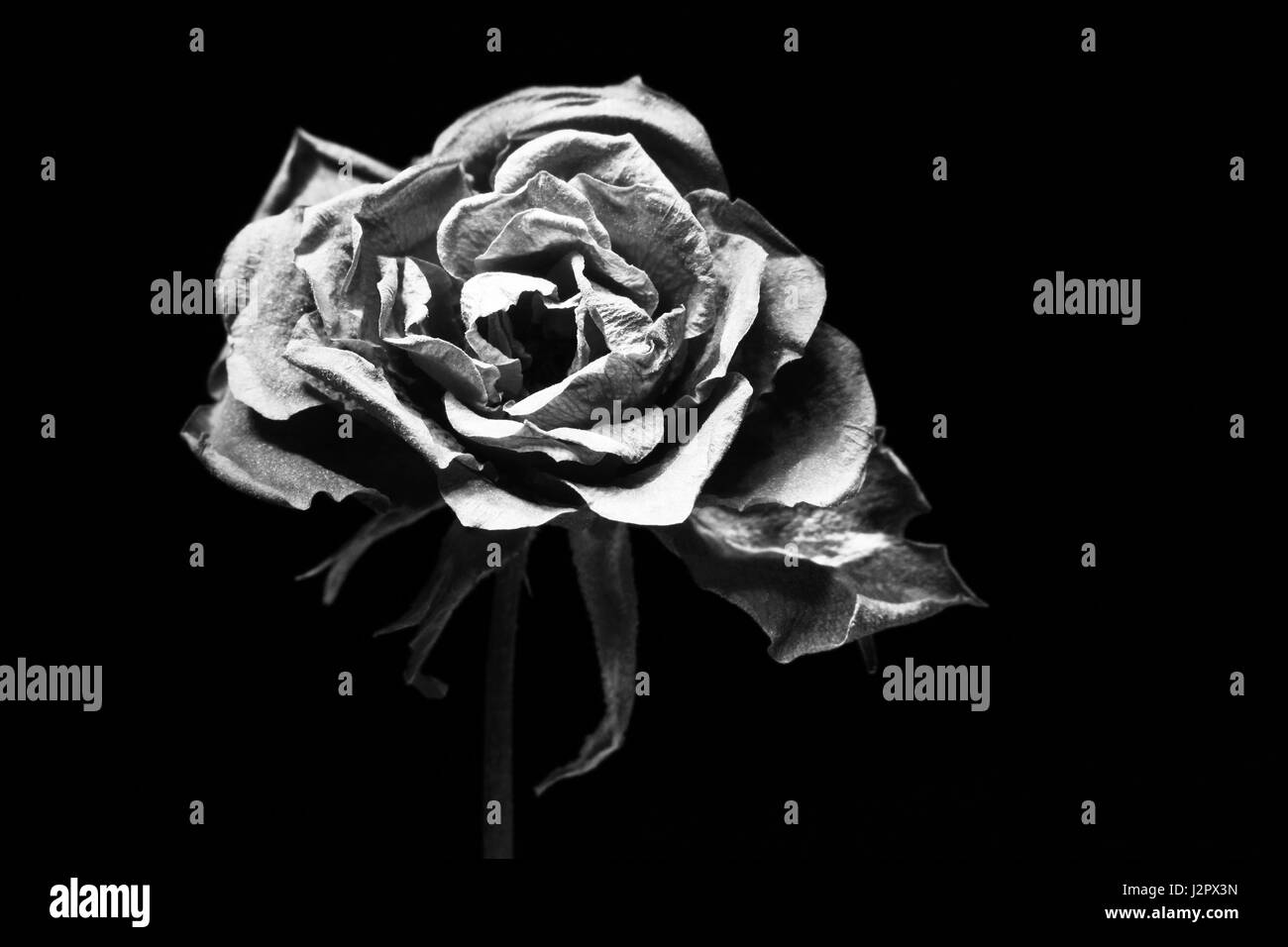 Rosa rossa sfondo nero Foto e Immagini Stock in Bianco e Nero - Alamy