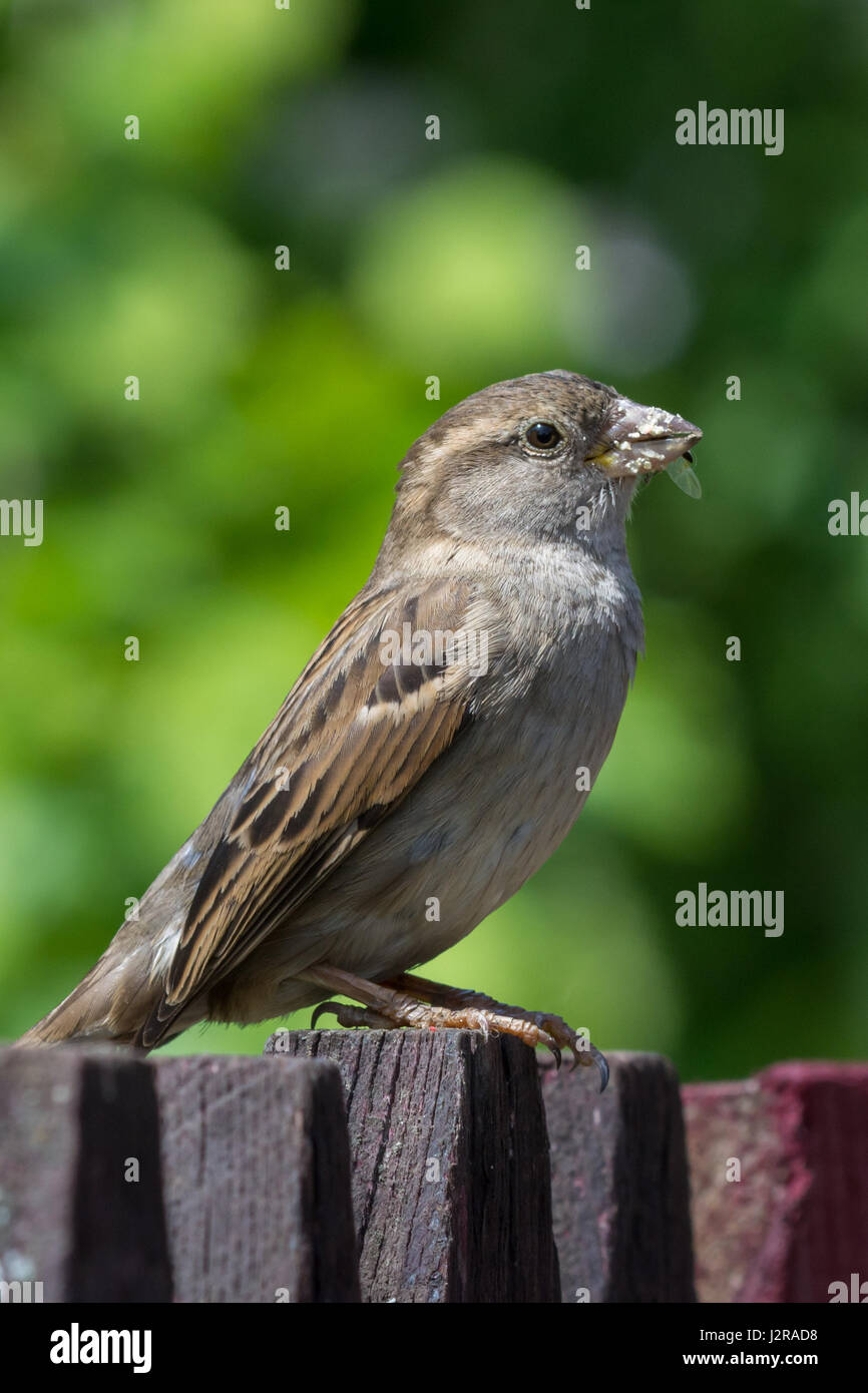 Domesticus del passero del passero maschio e femminile della casa ...