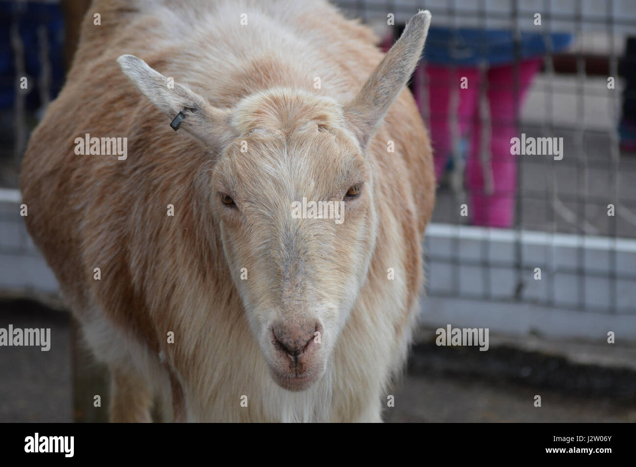 Capra marrone e nera immagini e fotografie stock ad alta risoluzione ...