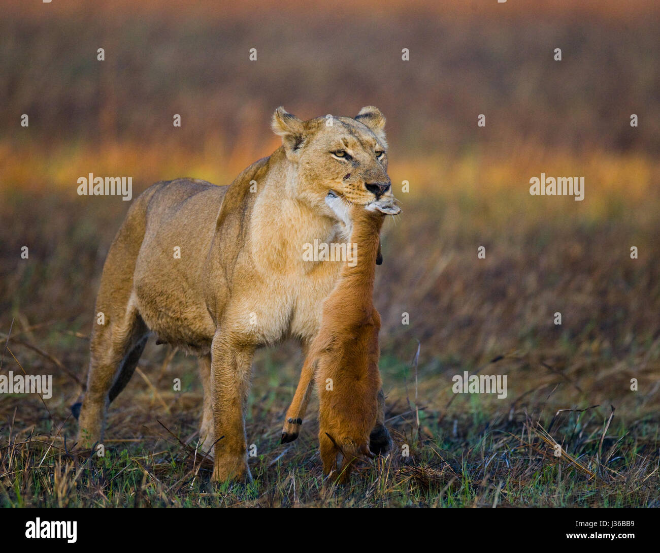 Predatore leonessa leone preda botswana immagini e fotografie stock ad ...