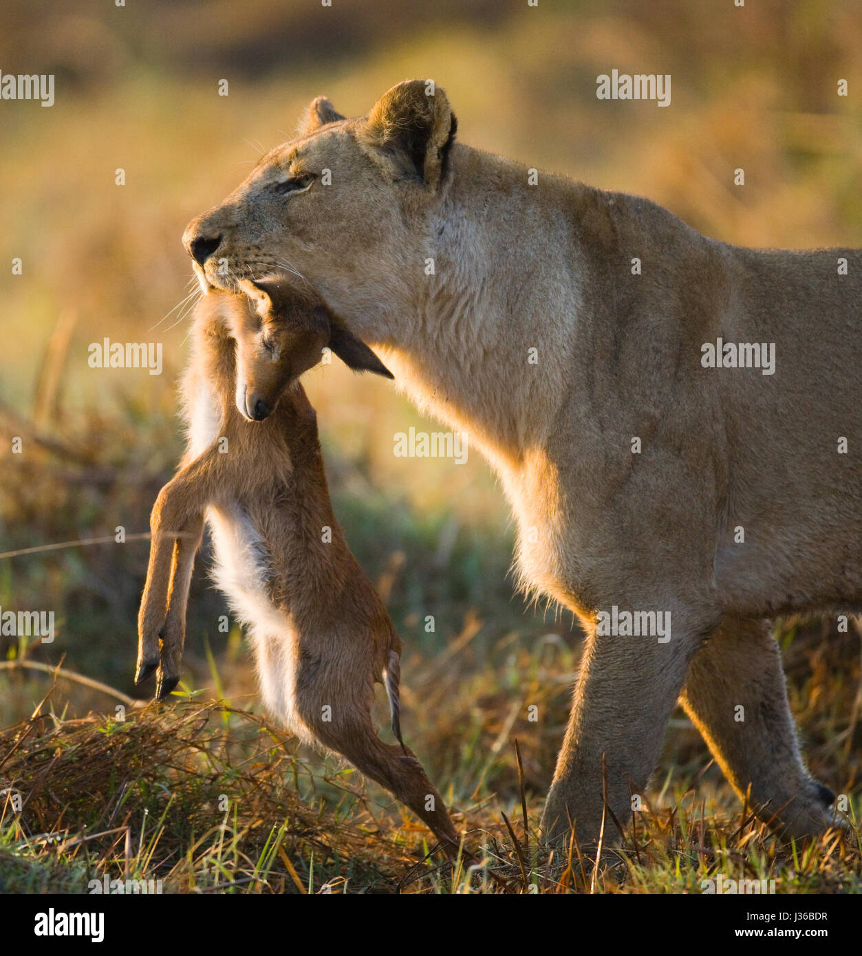 Predatore leonessa leone preda botswana immagini e fotografie stock ad ...