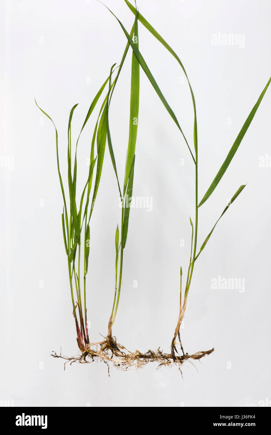 Agropyron repens immagini e fotografie stock ad alta risoluzione - Alamy