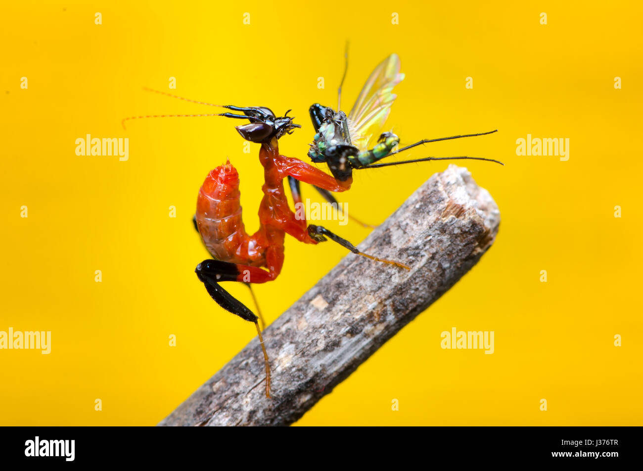 Entomologia Tropicale Immagini e Fotos Stock - Alamy