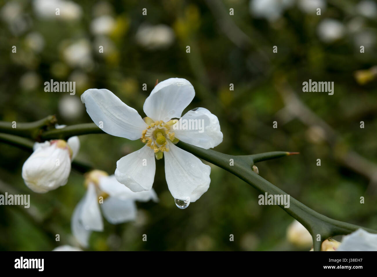 Poncirus trifoliata latin immagini e fotografie stock ad alta ...