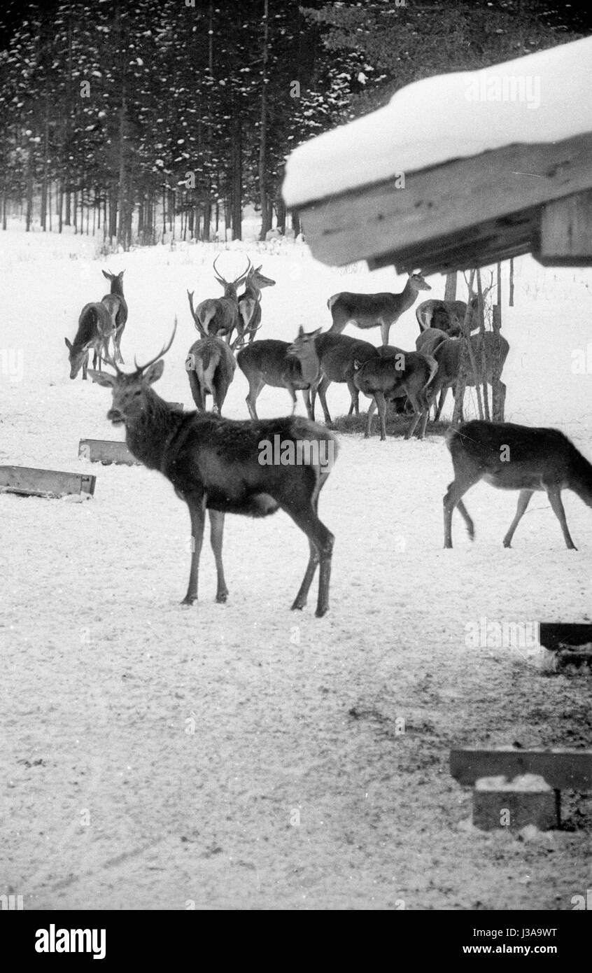 Popolazioni di cervi selvatici immagini e fotografie stock ad alta ...