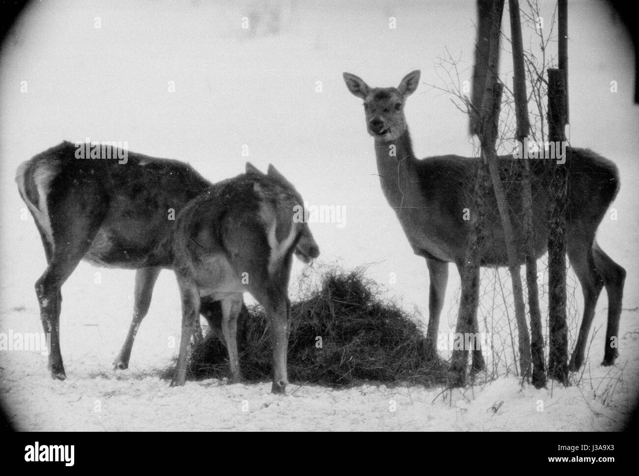 Popolazioni di cervi selvatici immagini e fotografie stock ad alta ...