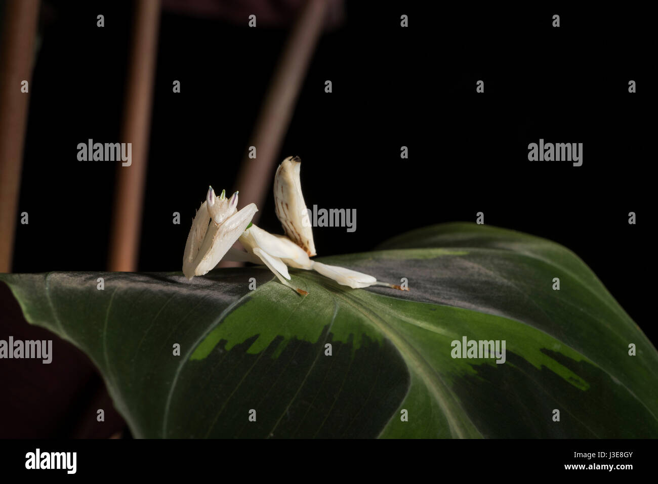 Mantide orchidea rosa immagini e fotografie stock ad alta risoluzione ...