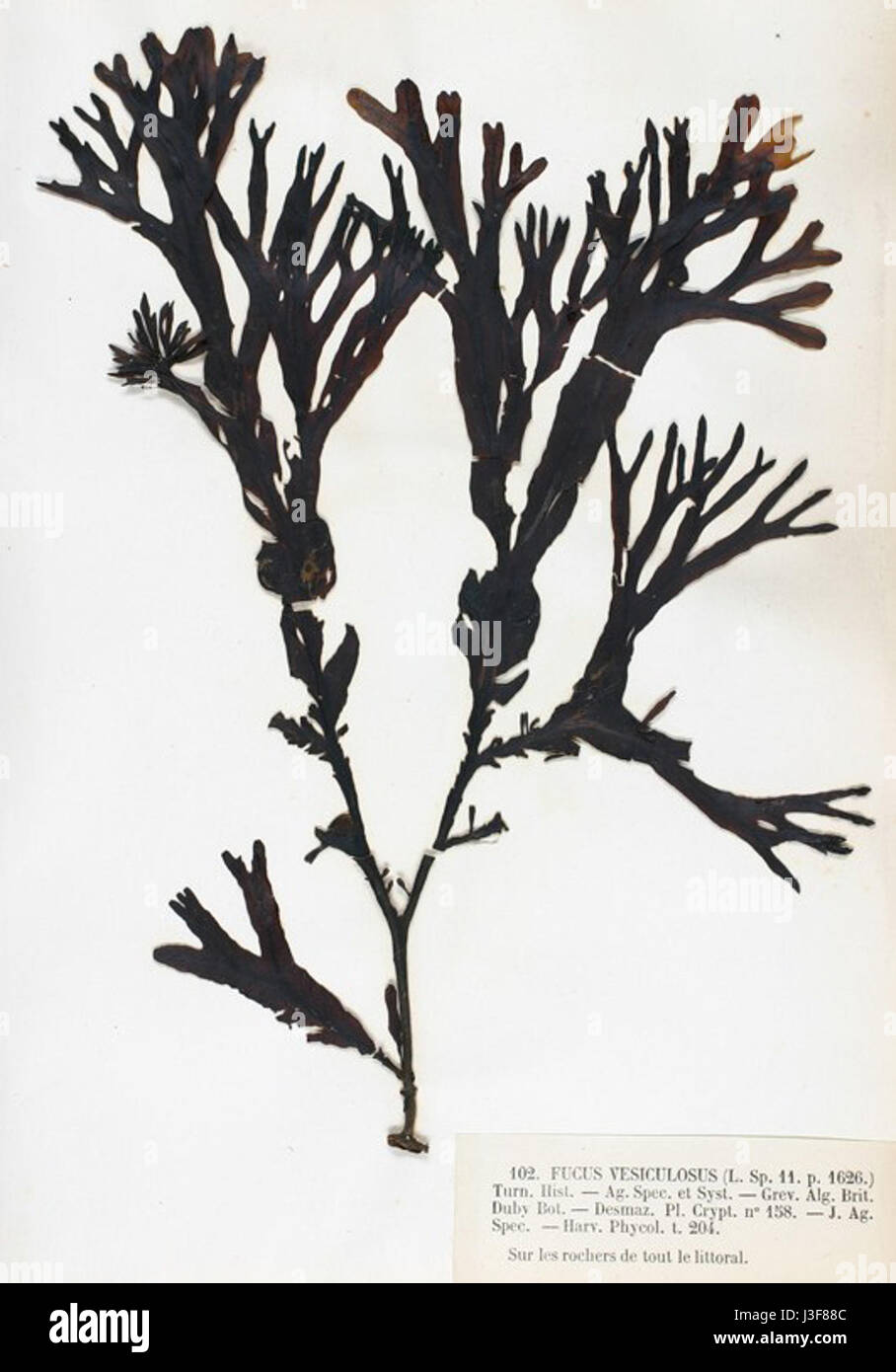 Fucus vesiculosus illustration immagini e fotografie stock ad alta ...